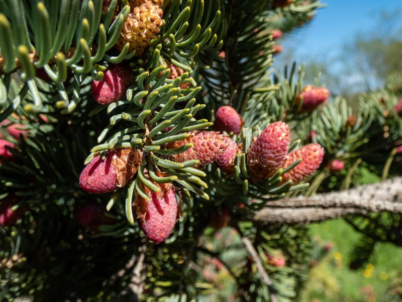 Macro Shot of Beautiful Young Pink Cone Buds on Branches of Spruce Tree ...