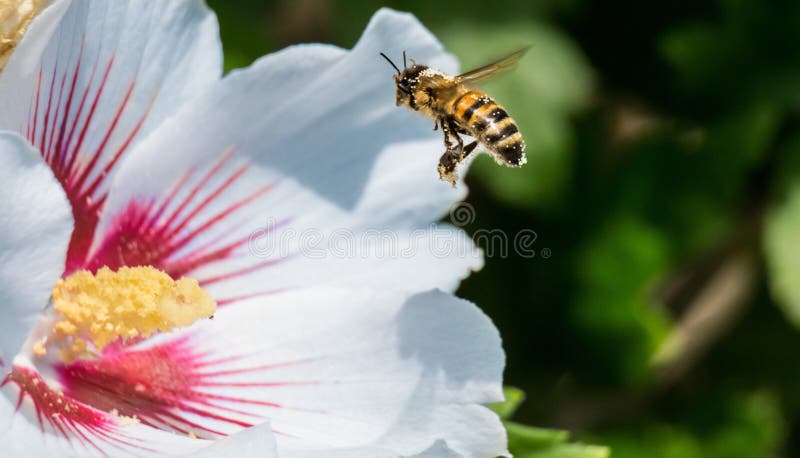 Macro Shot of a Bee Fetching Pollen on a Flower Stock Photo - Image of ...