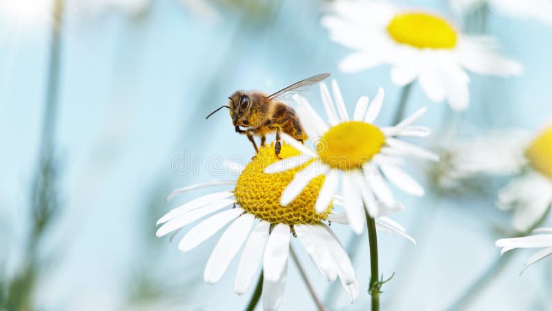 Macro Shot of Bee Gathering Pollen from Daisy Flower Stock Image ...