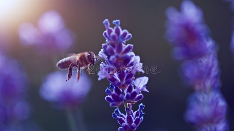 Macro Shot of Bee Gathering Pollen from Lavender Stock Image - Image of ...