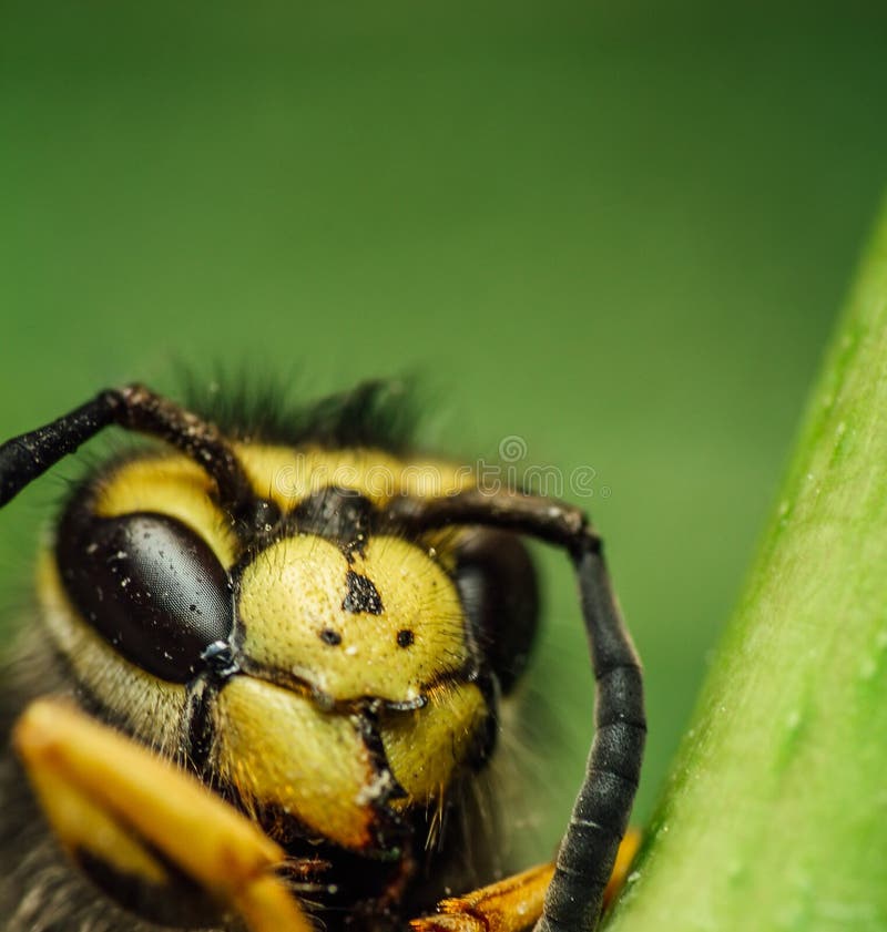 Macro Shot of Bee Head with Green Stem Stock Image - Image of beautiful ...