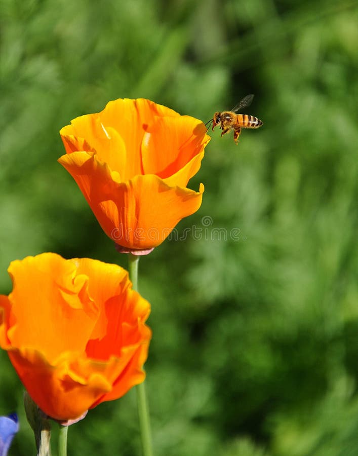 Macro Shot of a Bee on Orange Poopy in a Arden Stock Image - Image of bright, colorful: 256704543
