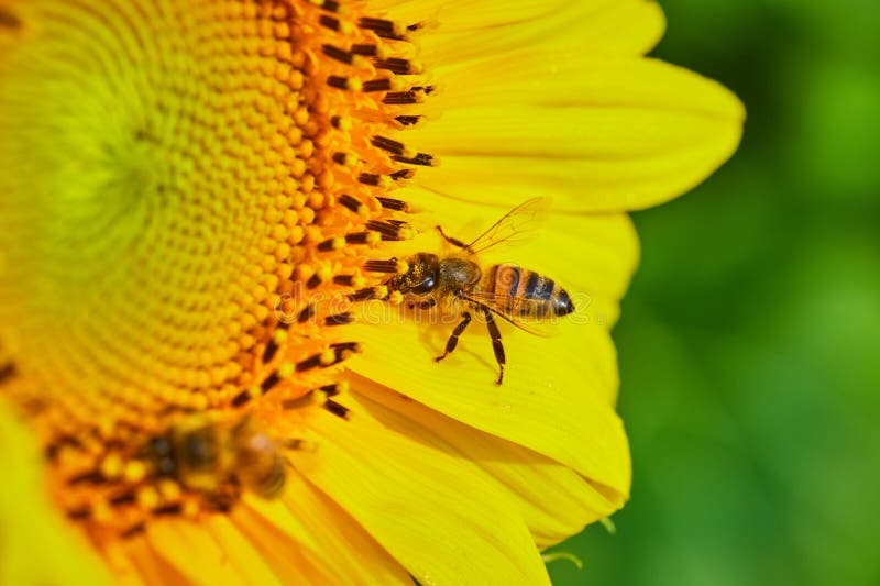 Macro Shot of Bee with Pollen on Insect As it Pollinates Interior of ...