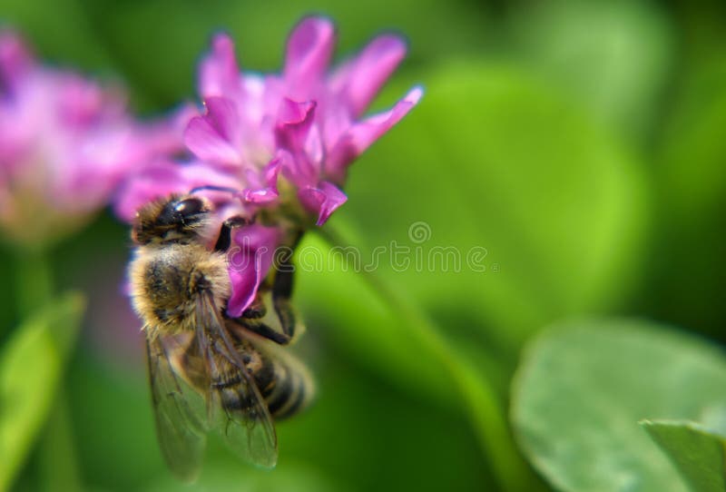 Macro Shot of a Bee Pollinating Pink Flowers in a Garden Stock Image ...