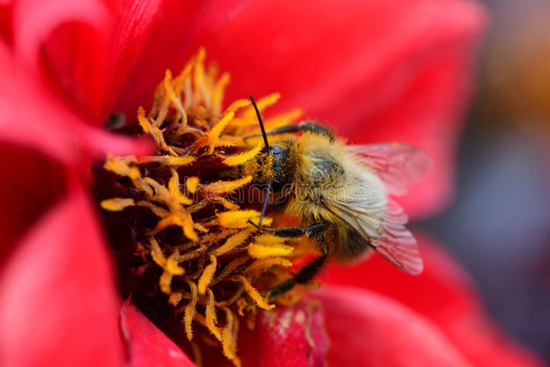 Bee on a red flower stock image. Image of color, horizontal - 140750173