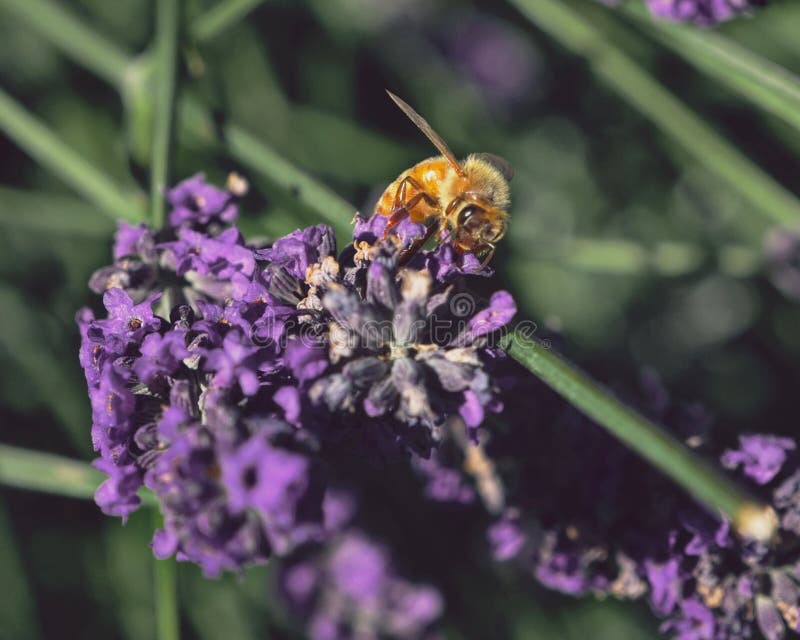 Macro Shot of Bee on Purple Plant Stock Photo - Image of bloom, purple ...