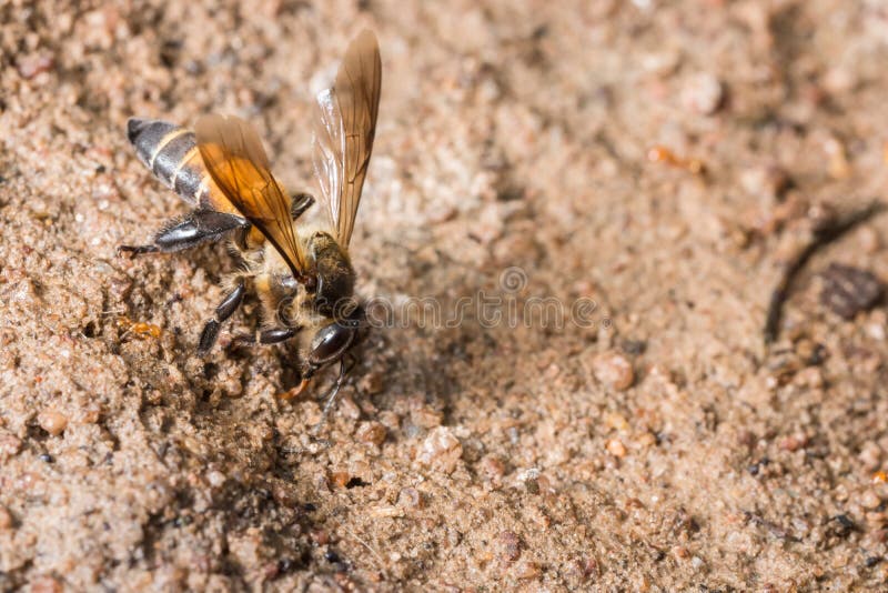 Macro Shot of a Bee Standing on the Ground Stock Image - Image of ...