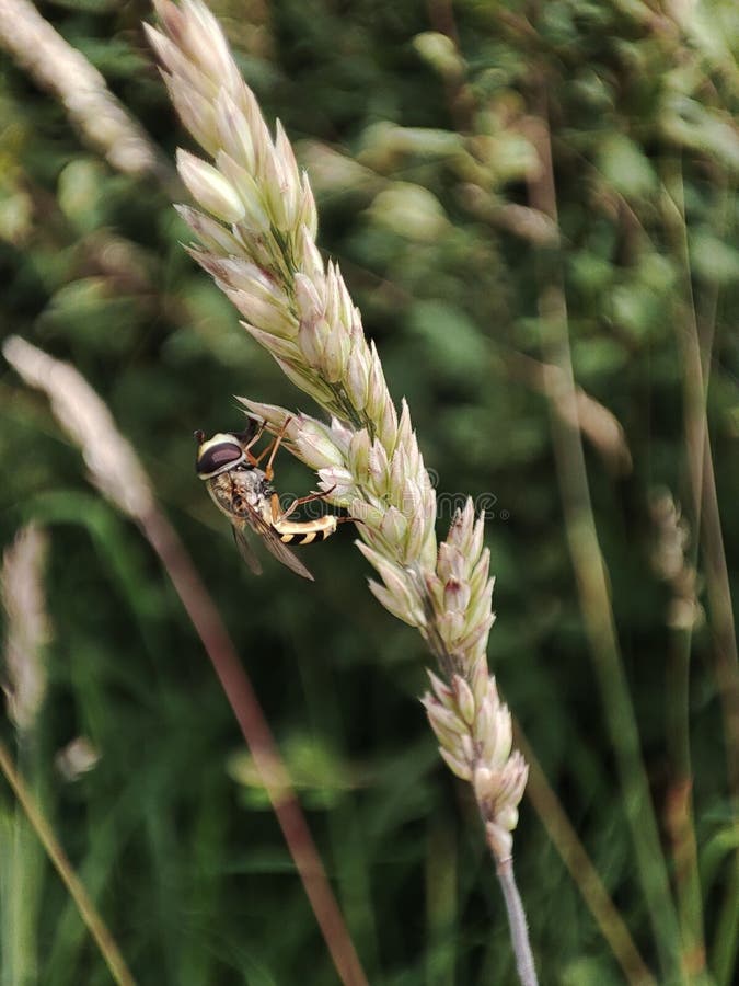 Macro Shot of a Bee on the Wheat Plant in the Field Stock Image - Image ...