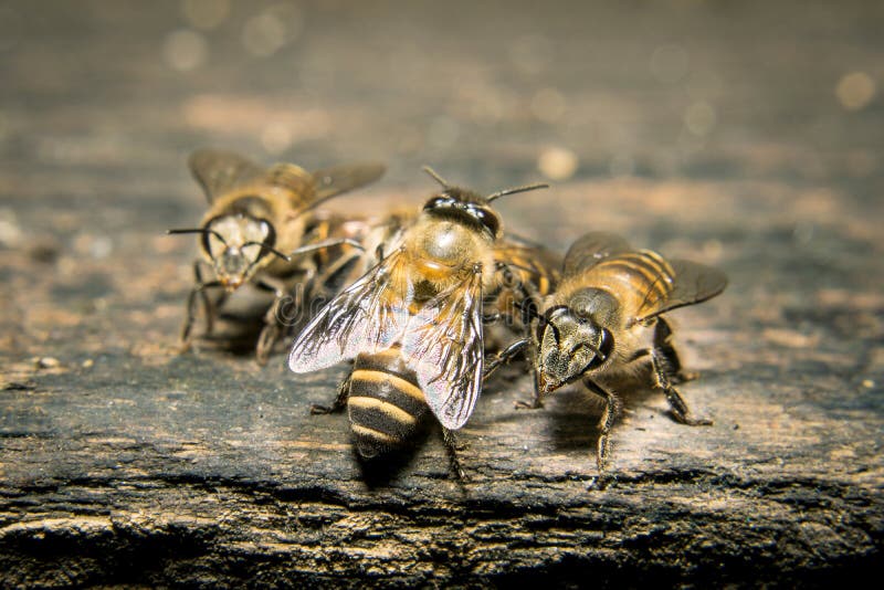 Bees Swarming on Honeycomb, Extreme Macro . Insects Working in Wooden ...
