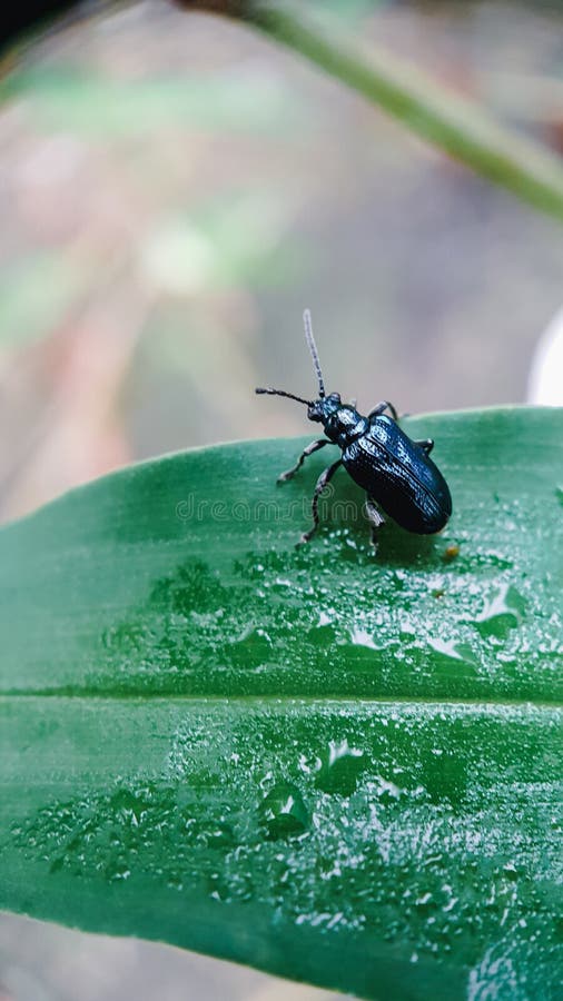 Macro Shot Beetle on the Green Leaf Stock Photo - Image of entomology ...