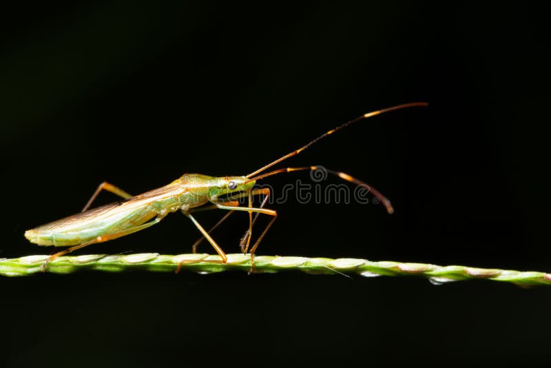 Macro Shot of a Bettle on a Stem Stock Photo - Image of bettle, insect ...