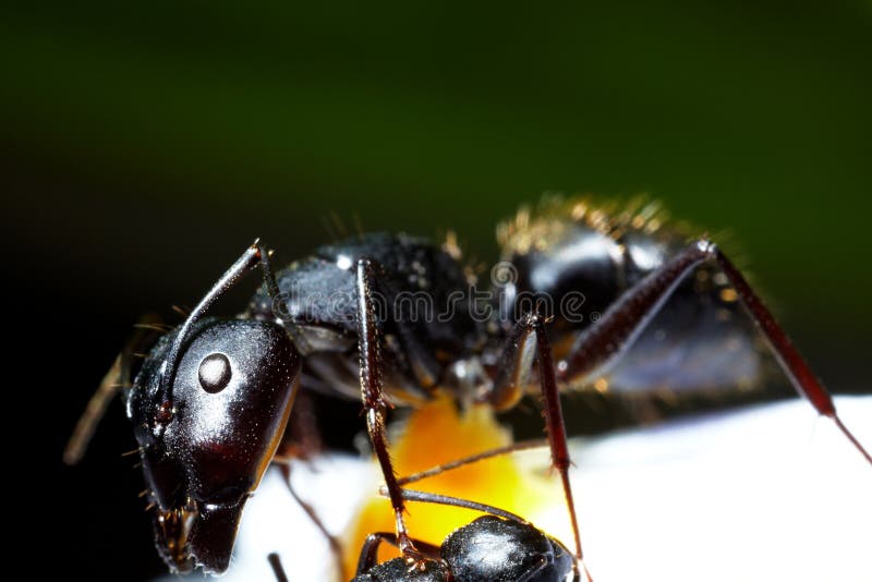 Ant macro stock photo. Image of detail, antrey, animals - 29955548