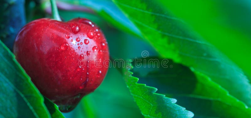 Macro Shot on Big Red Cherry. Stock Image - Image of juicy, fruit ...
