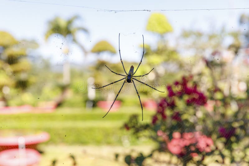 Closeup of a Big Spider on a Web Stock Photo - Image of nature, macro ...