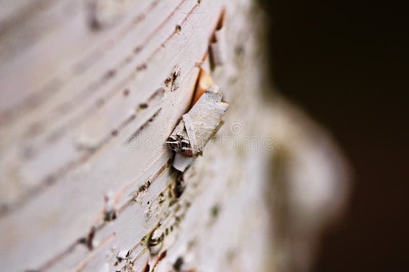Macro Shot of Birch Tree Bark Stock Image - Image of detail, beautiful ...