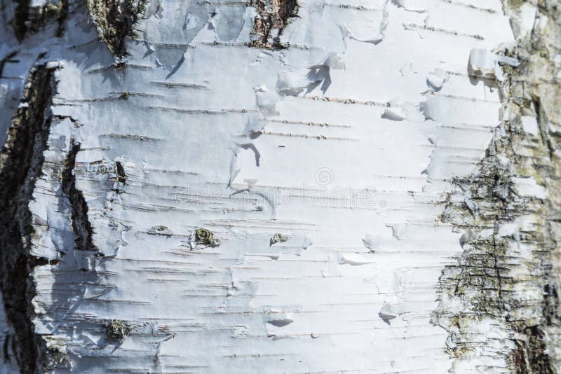 The Macro Shot of Birch Bark Texture or Background Stock Image - Image ...