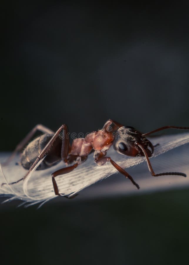 Macro Shot of a Black Ant on a Fuzzy Leaf Surface, with the Small ...