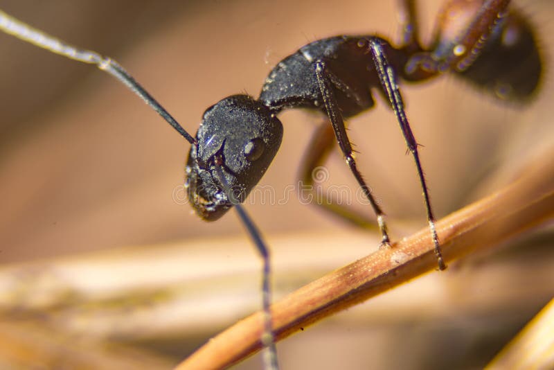 Macro Shot of a Black Ant Sitting on an Orange Leaf Stock Image - Image ...