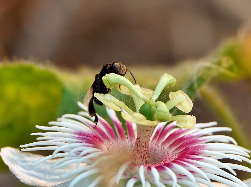 Macro Shot of a Black Bee Pollinating a Beautiful White Pink Flower ...