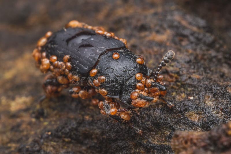 Macro Shot of a Black Beetle Covered in Orange Mites after an ...