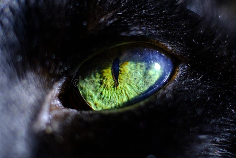 Macro Shot of a Black Cat`s Eye with Reflection. Close-up of an Eyeball ...