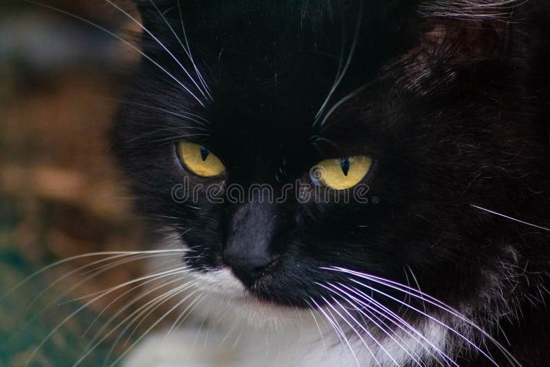 Macro Shot of a Black Cat S Face with Long Whiskers Stock Image - Image ...