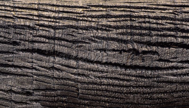 Macro Shot of Black Oak Bark Texture with Wood Structure Stock Photo ...