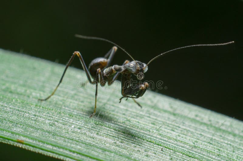 Macro Shot of a Black Praying Mantis on a Green Leaf Stock Image ...