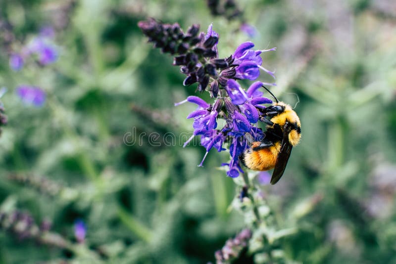 Macro Shot of Black and Yellow Bee on Purple Flower Stock Image - Image ...