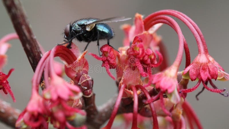 Macro Shot of a Blue Bottle Fly (Calliphora Vomitoria) on a Flower ...