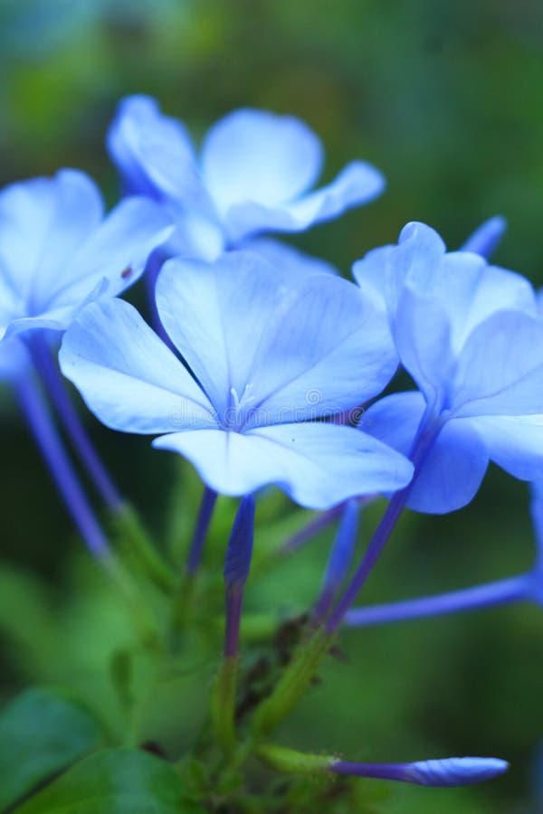 Macro Blue Color Spring Flower Stock Photo - Image of light, isolated ...