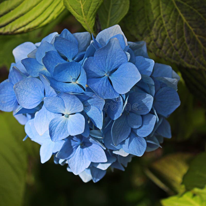 Macro Shot of a Blue French Hydrangea Flower Stock Image - Image of ...