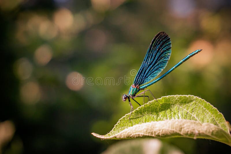 Macro Shot of a Blue Net-winged Insect Stock Photo - Image of close ...