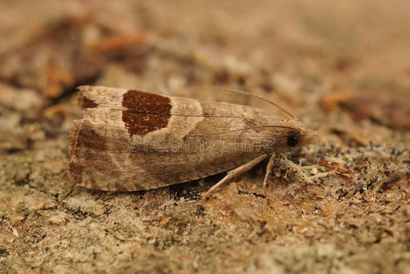Macro Shot of a Bramble Shoot Moth on a Forest Floor Stock Image ...