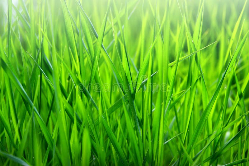 Grass sprouts macro image stock photo. Image of agriculture - 37659744