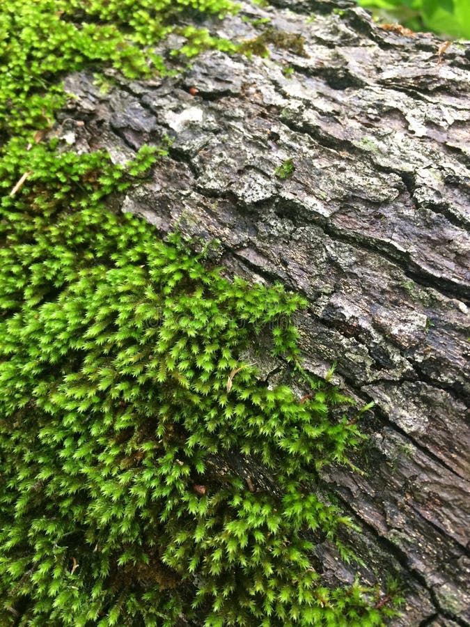 Moss on the bark stock image. Image of texture, brown - 123965095