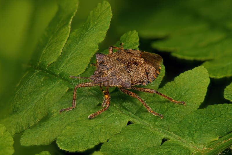 Macro Shot of Bronze Shieldbug (troilus Luridus) on Green Leaf Stock ...