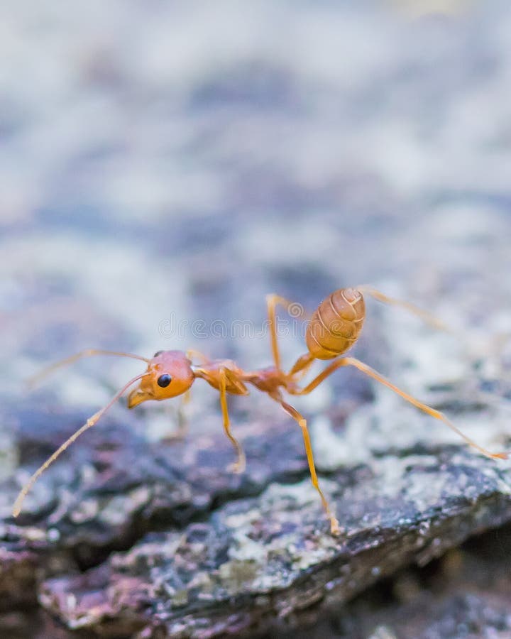 Tiny Ants, Shot with a Macro Lens Stock Photo - Image of macro, fine ...