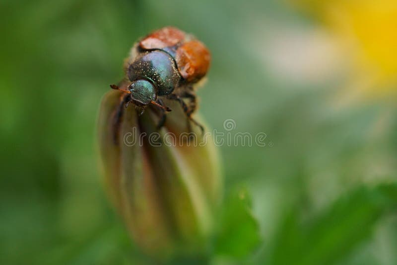 Macro Shot with a Beetle on a Flower Bud Stock Photo - Image of shot ...