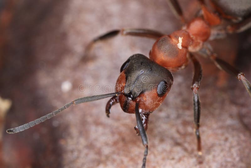 Macro Shot of a Brown Big Ant with Long Antennas Stock Photo - Image of ...