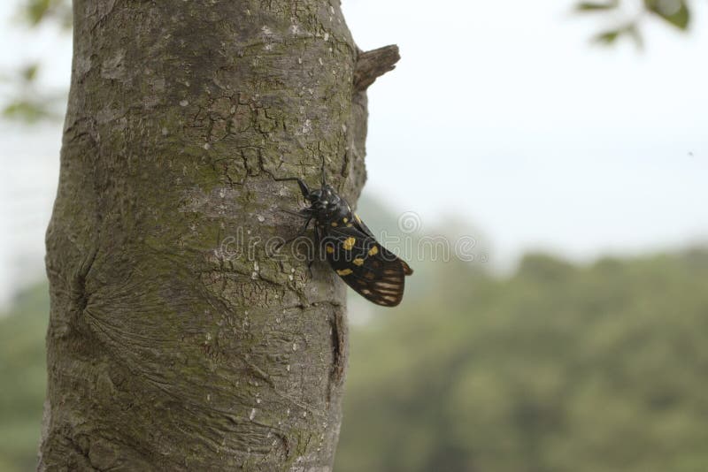 The Macro Shot of Brown Cicada on a Branch Stock Photo - Image of flora ...