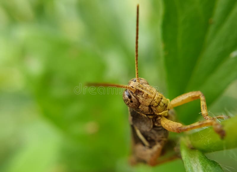 Macro Shot of Brown Color Grasshopper Insect Cricket Insect Stock Photo ...