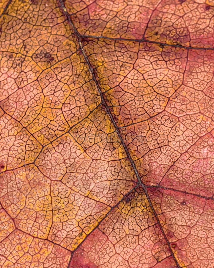 Macro Shot of a Brown Fall Leaf, Can Be Used As Wallpaper Stock Photo ...