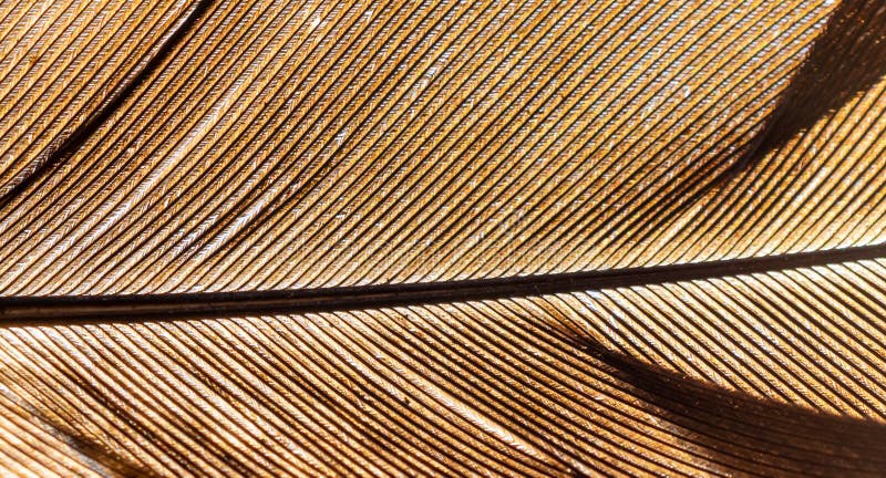 Macro Shot of a Brown Hen Feather Stock Photo - Image of animal, chick ...