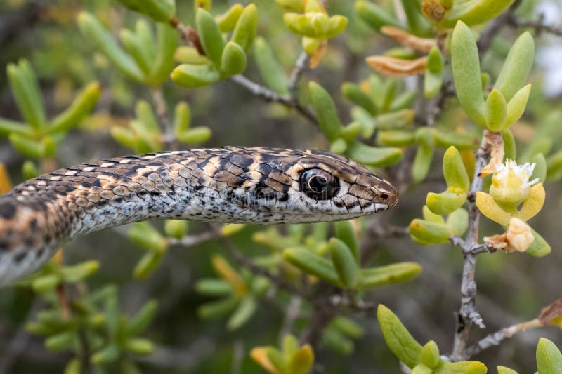 A Closeup Shot of a Patterned Brown Snake Slithering in a Shrub Stock ...