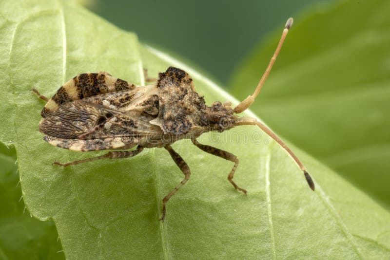 Brown shield bug Coreus sp stock image. Image of reality - 131961299
