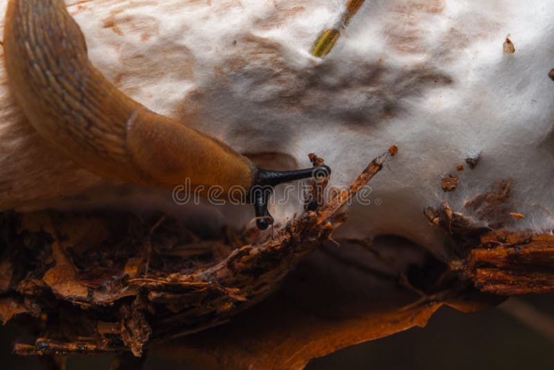 Macro Shot of a Brown Slug Crawling on a Fallen Tree Branch Stock Image ...