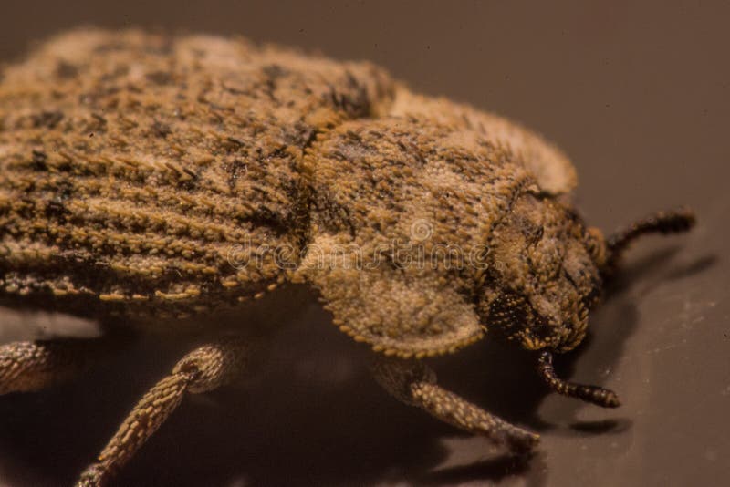 Big Brown Weevil on a Leaf, Selective Focus Image Stock Image - Image ...