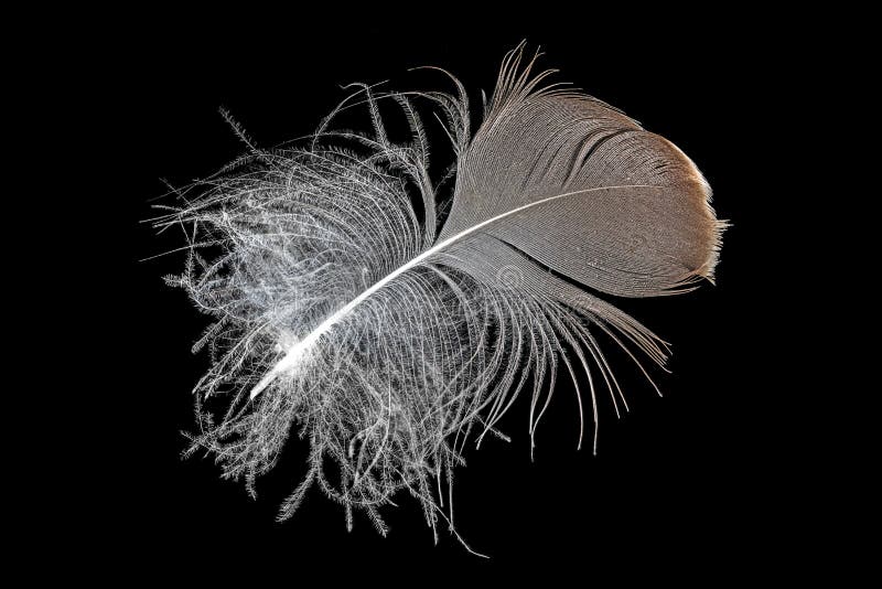 Macro Shot of a Brown and White Canada Goose Feather Stock Photo ...