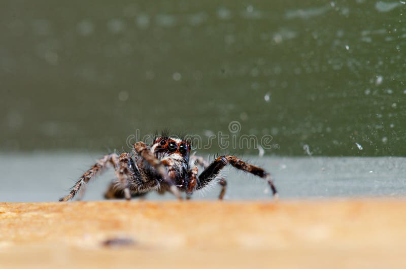 Macro Shot of Brown and White Jumping Spider in Front of a Dusty Window ...